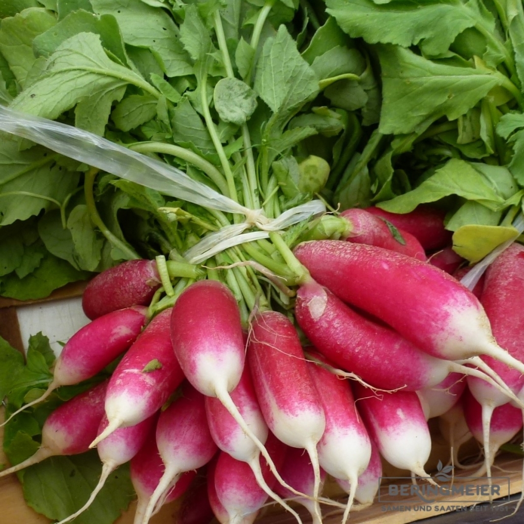 Retek Patricia BIO - A 3 órás kert webáruház