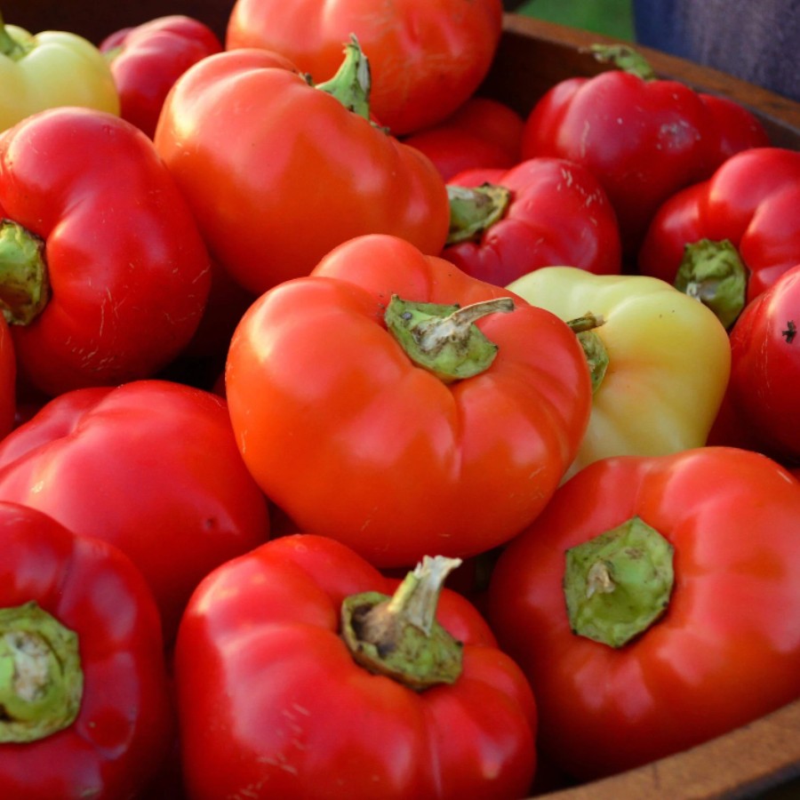Almapaprika - Evita - A 3 órás kert webáruház